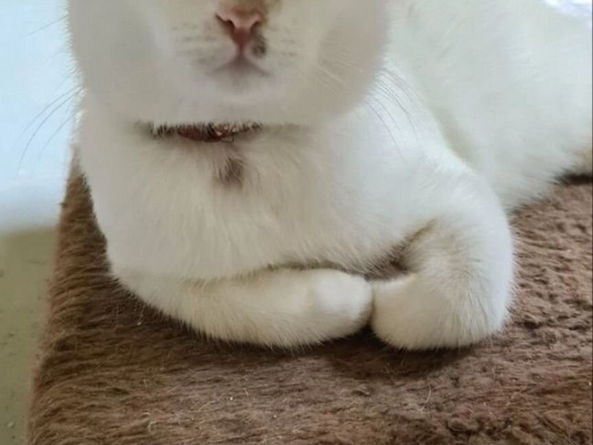 Кошка