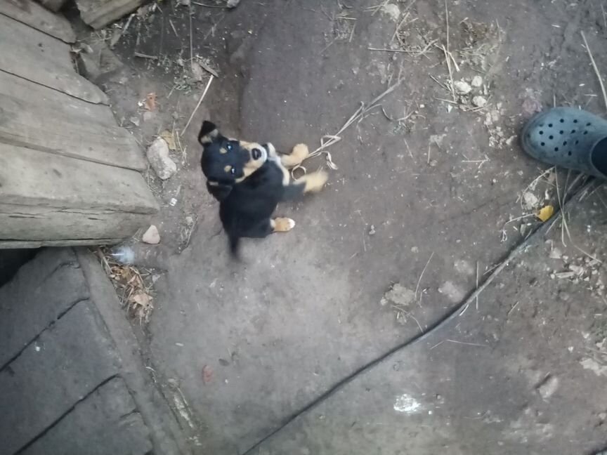 Продам собаку норная хорошая