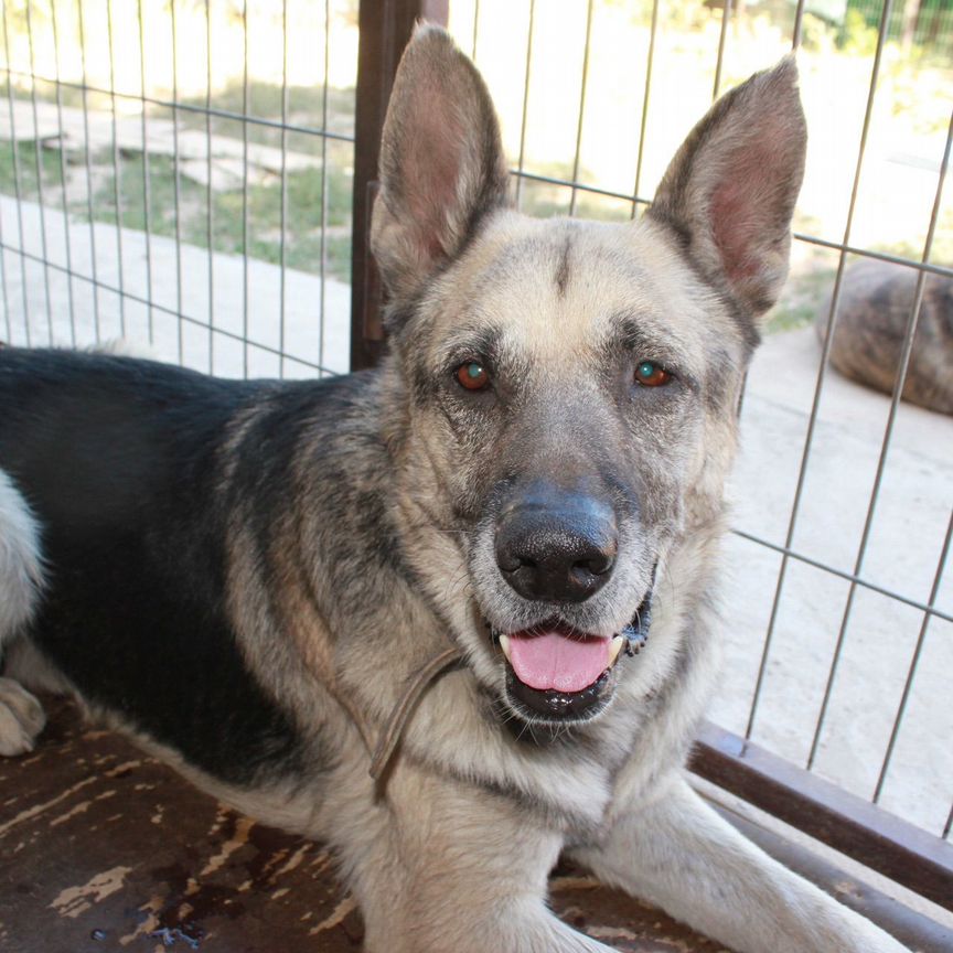 Овчарка восточноевропейская