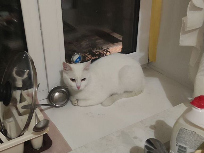 Отдам кошку в хорошие руки