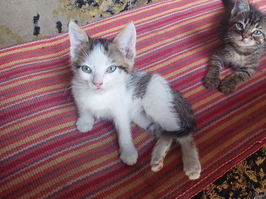 Котята в добрые руки бесплатно