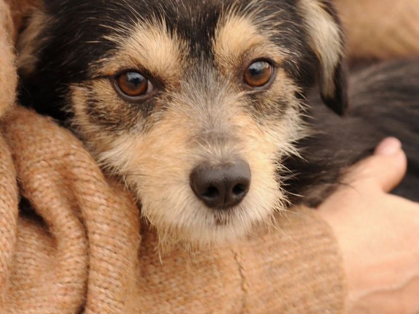 Собака в добрые руки