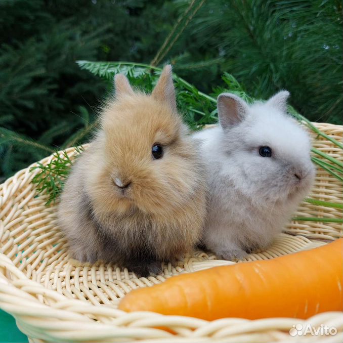 Декоративные кролики мини