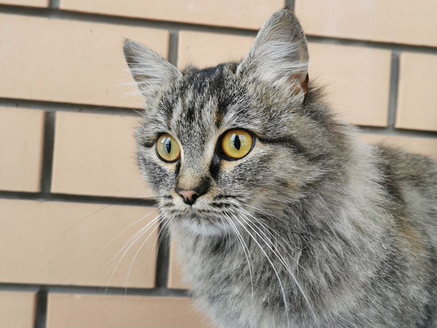 Кошка бесплатно