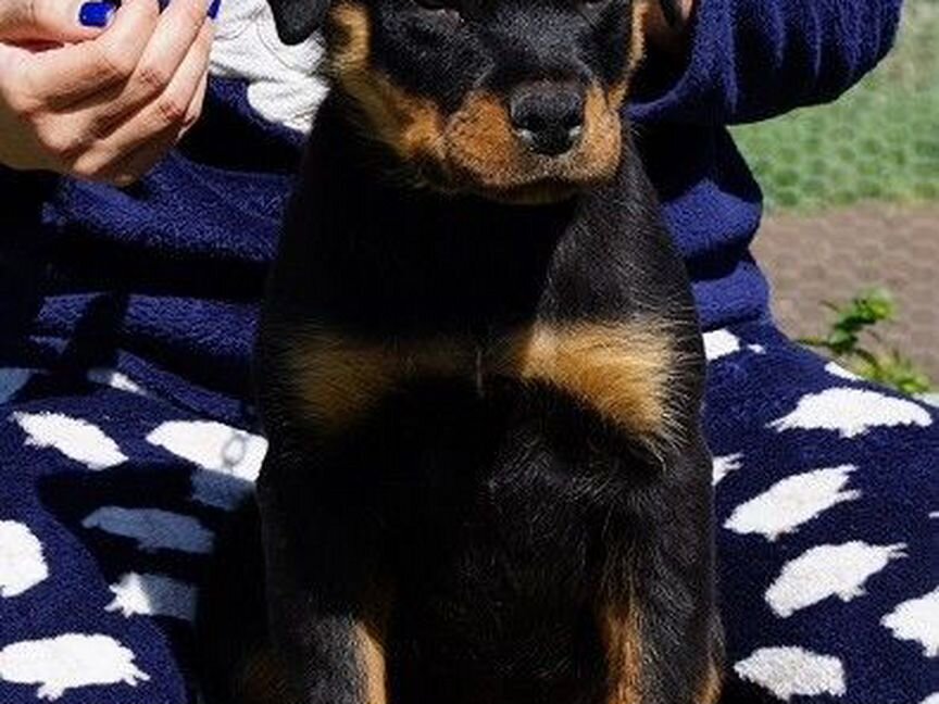 Щенки ротвейлера