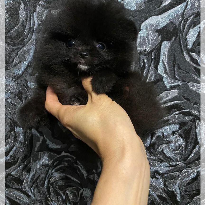 Померанский шпиц, щенок