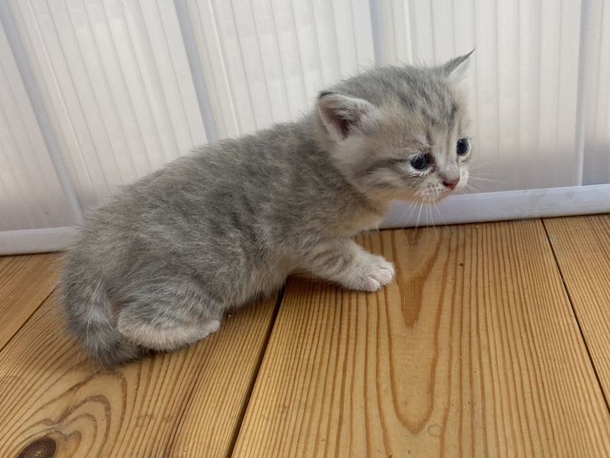 Котята