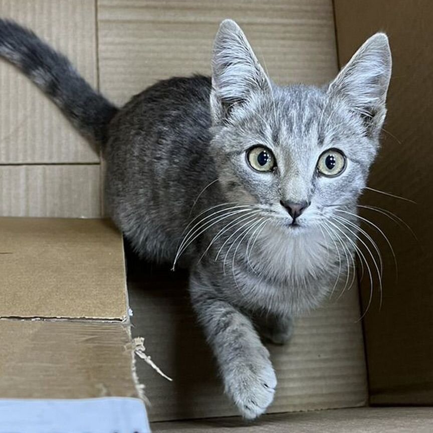 Котенок в опасности