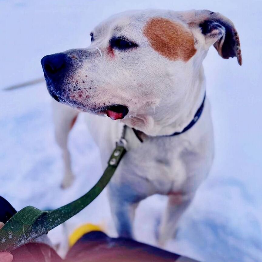 Американский бульдог, взрослый пёс