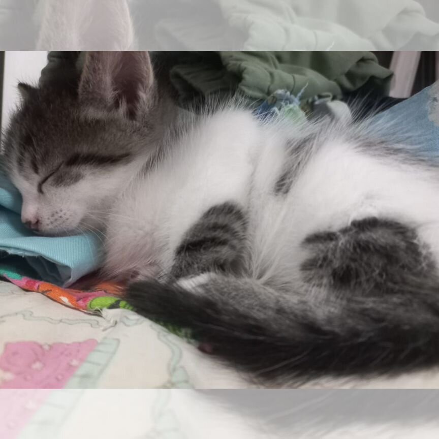Отдам котят, кошку в добрые руки