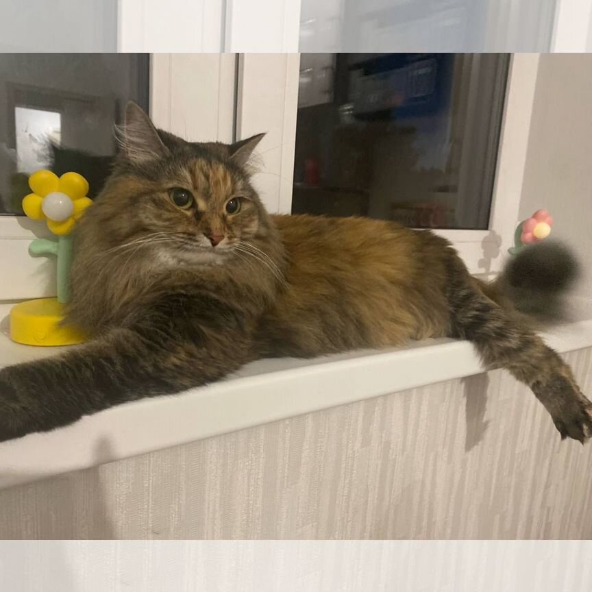 Взрослая, кошка в добрые руки