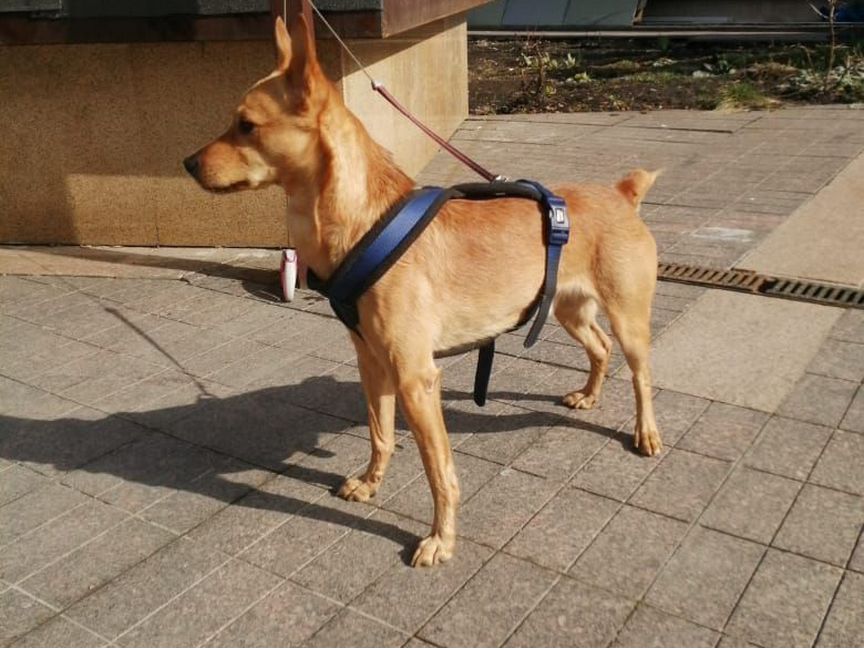 Собака в добрые люди
