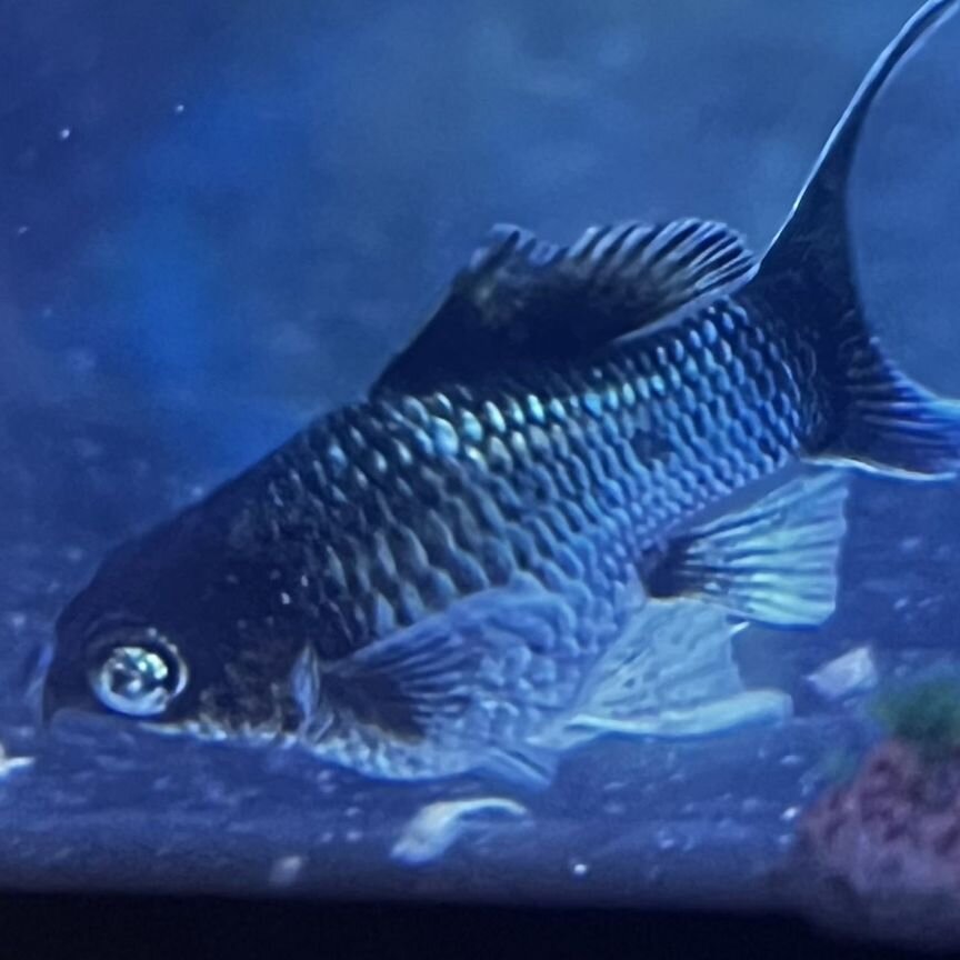 Молинезия баллон электрик