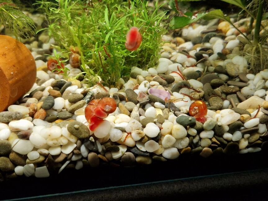 Улитки катушки красные