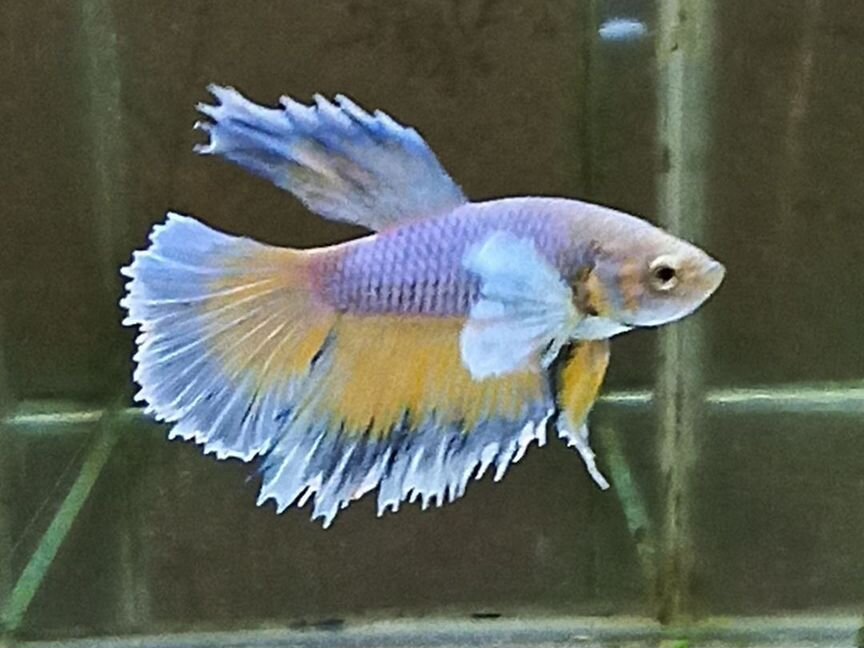 Рыбка Петушок "Дамбо"-слоновье ухо