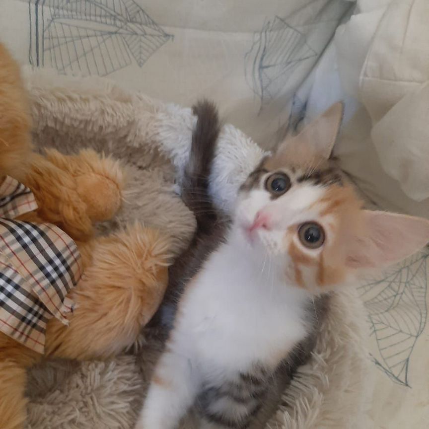 Котенок