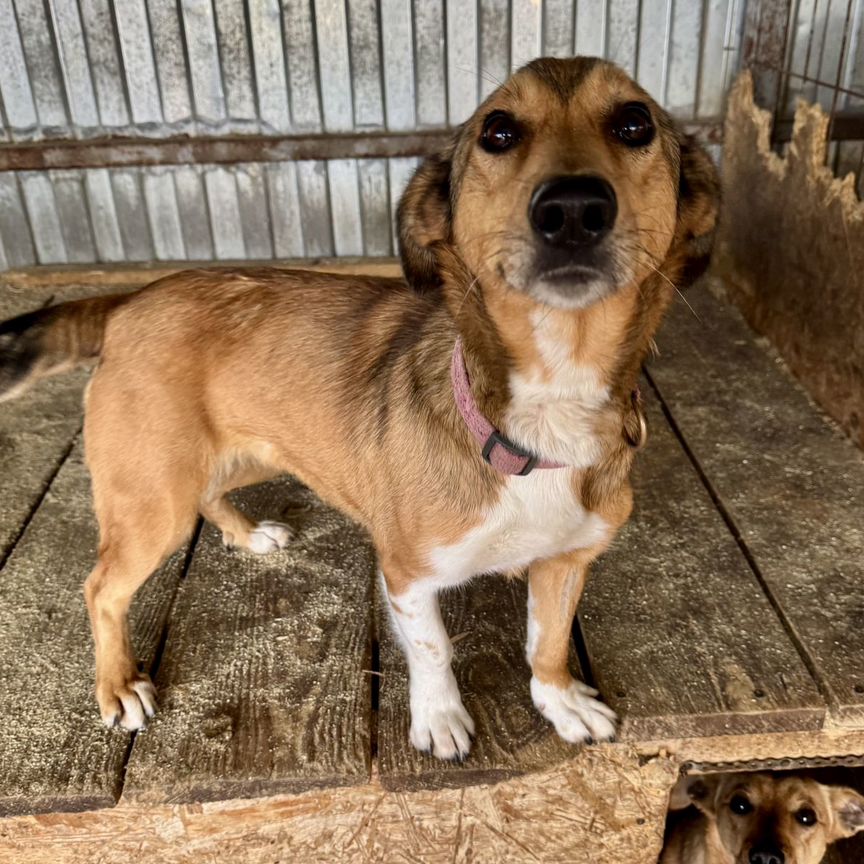 Взрослая собака в добрые руки