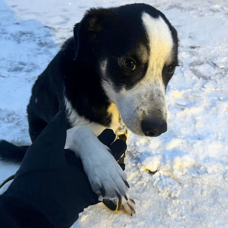 Щенок в добрые руки