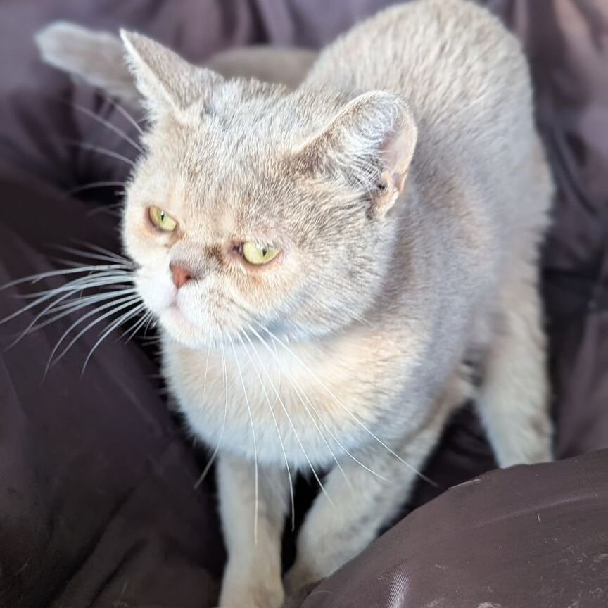 Шотландская кошка