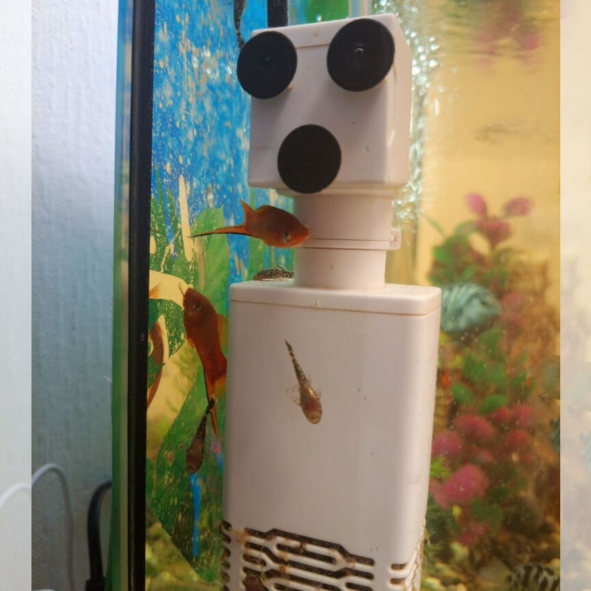 Меченосцы 2 мальчика