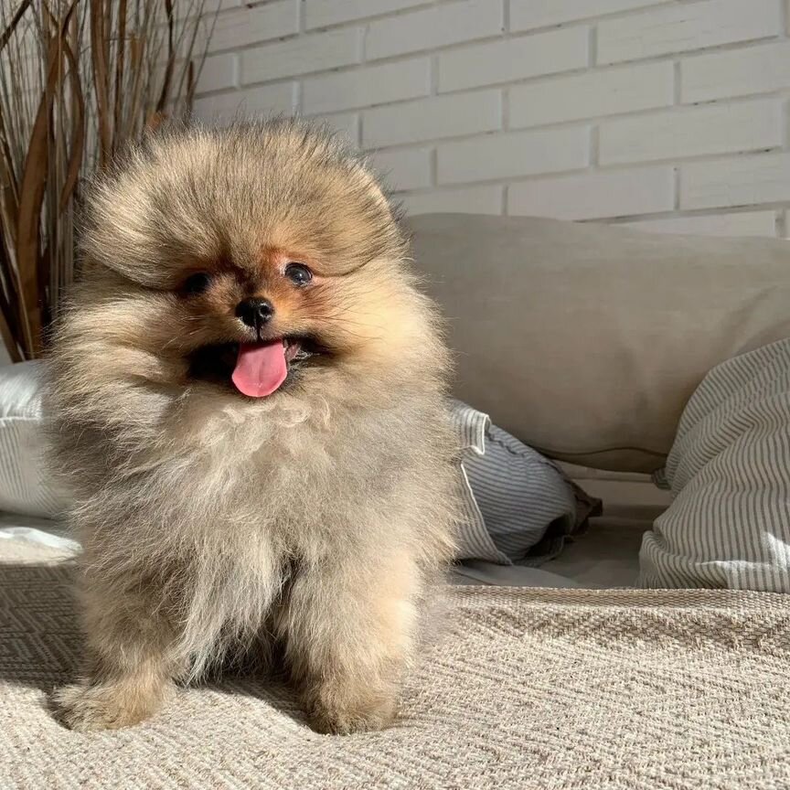 Померанский шпиц мини