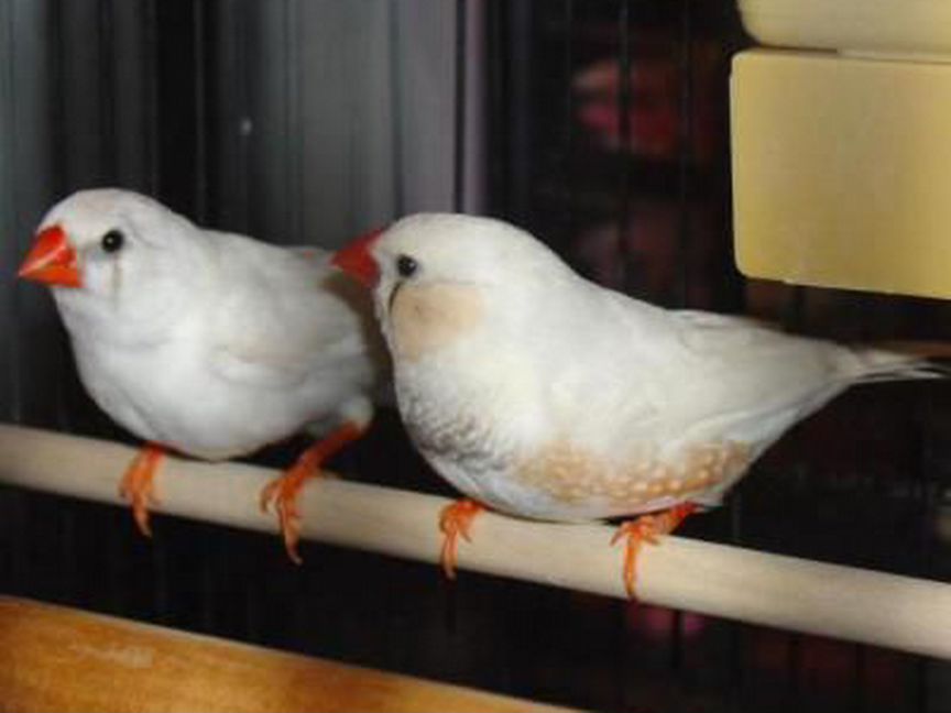 Зебровые амадины