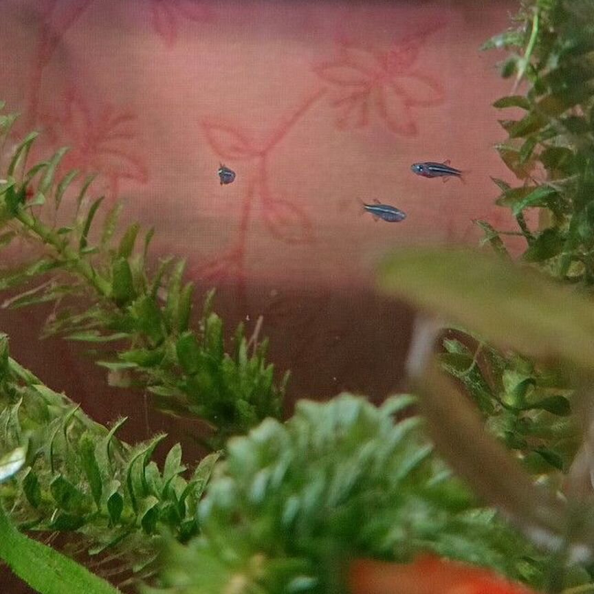 Мальки аквариумных рыбок