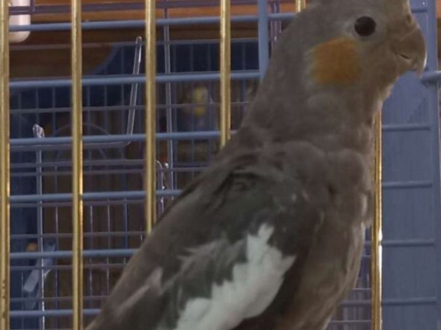 Попугай корелла самка 8мес