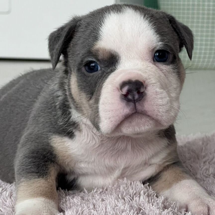 Американский булли, щенок