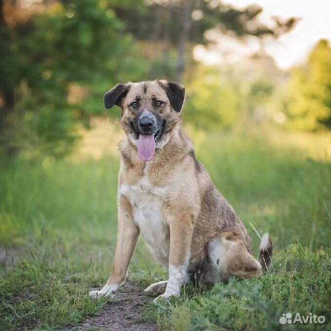Ищем для мальчика Барни любящую и заботливую семью