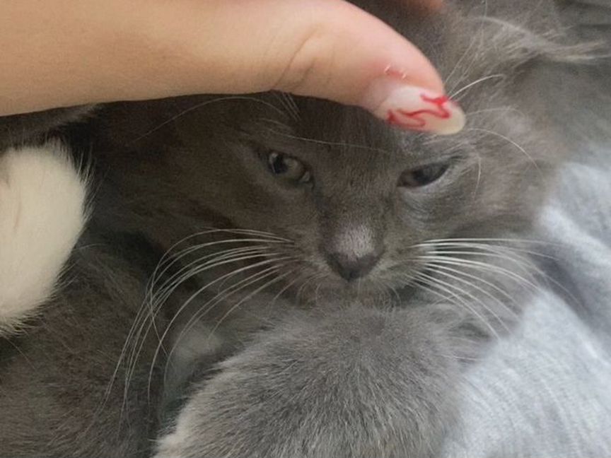 Шотландские котята скотиш фолд