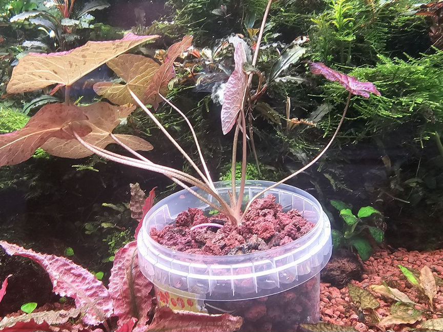 Продам нимфею красную