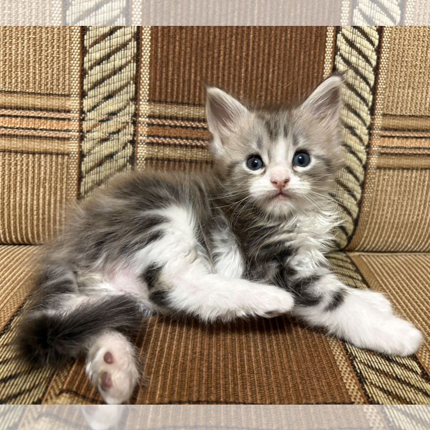 Мейн-кун котёнок
