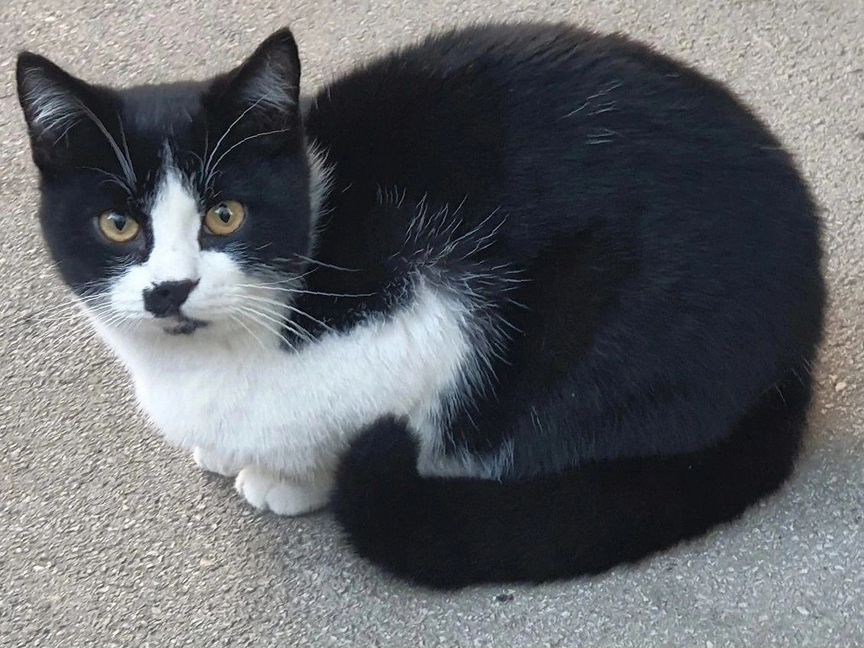 Молодой котик