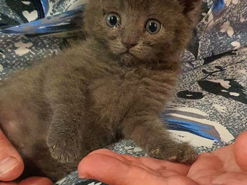 Котёнок