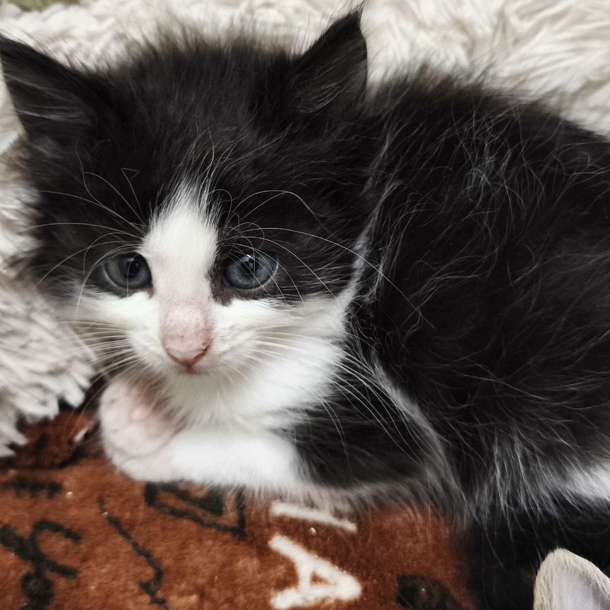 Котенок девочка ищет дом