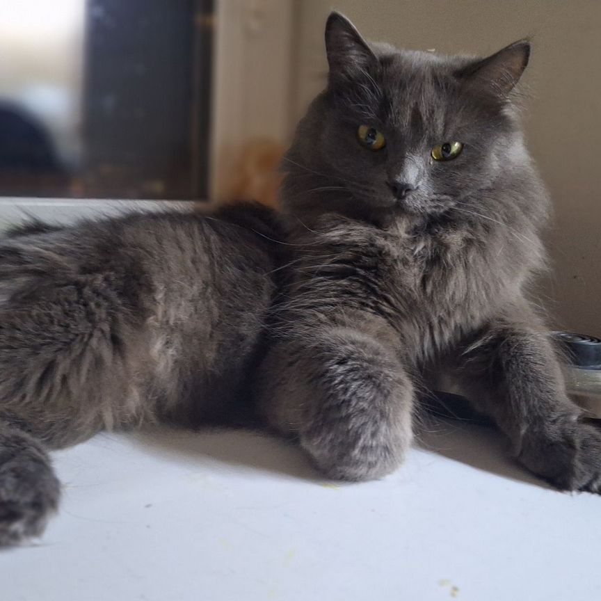 Коты в добрые руки мальчики