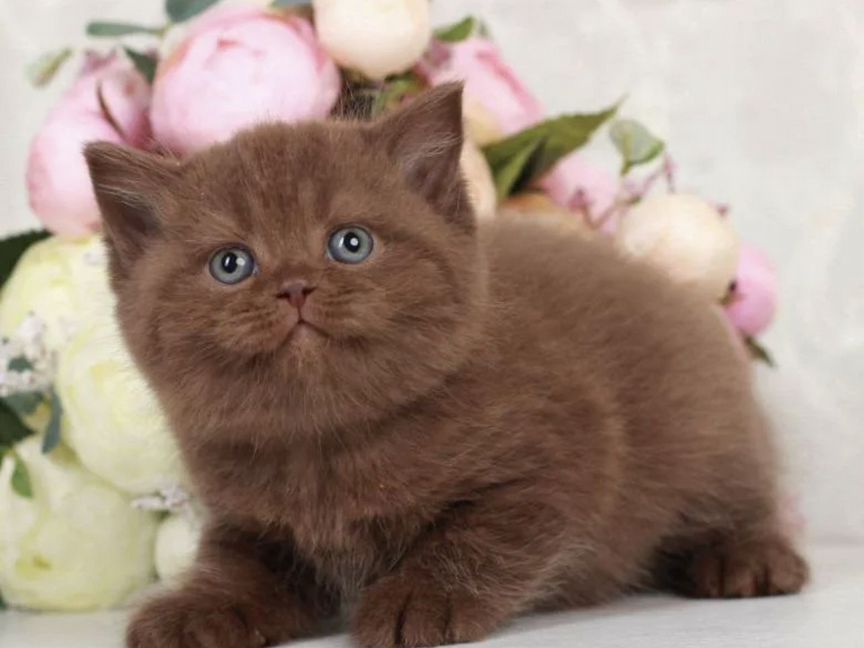 Котята