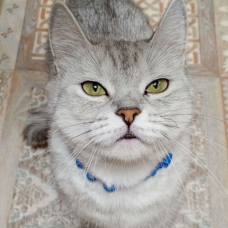 Отдам бесплатно кошку
