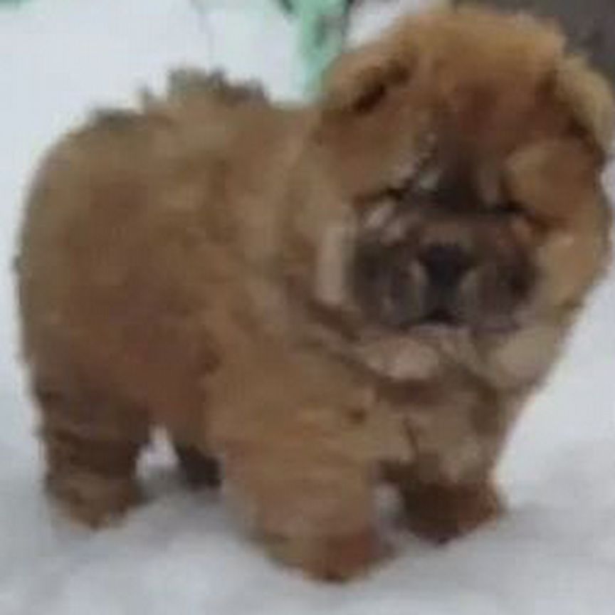 Чау-чау, щенок