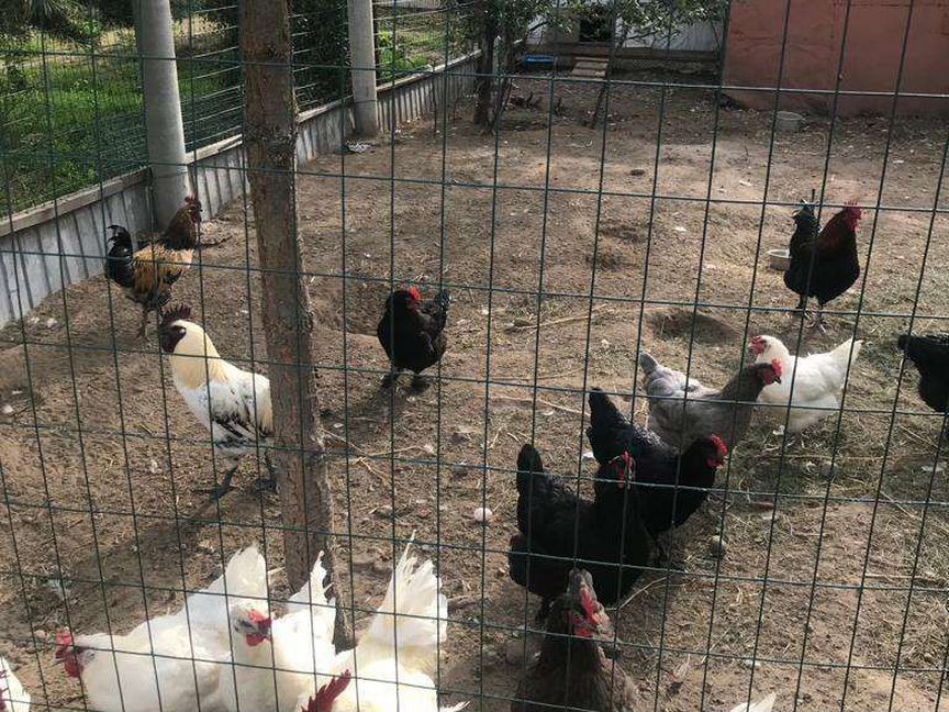 Куры и петухи