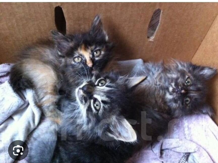 Котята,фото из инета