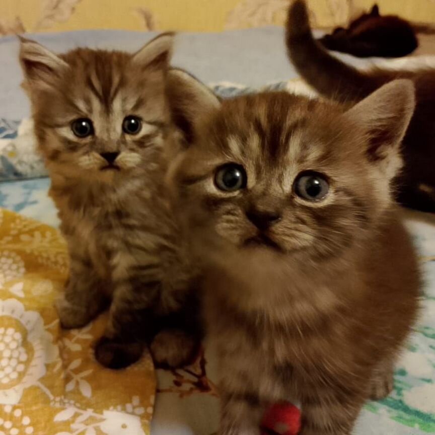 Шотландские вислоухие котята