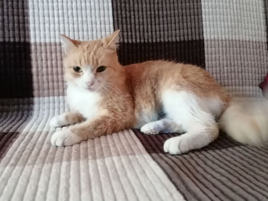 Кошки в добрые руки бесплатно