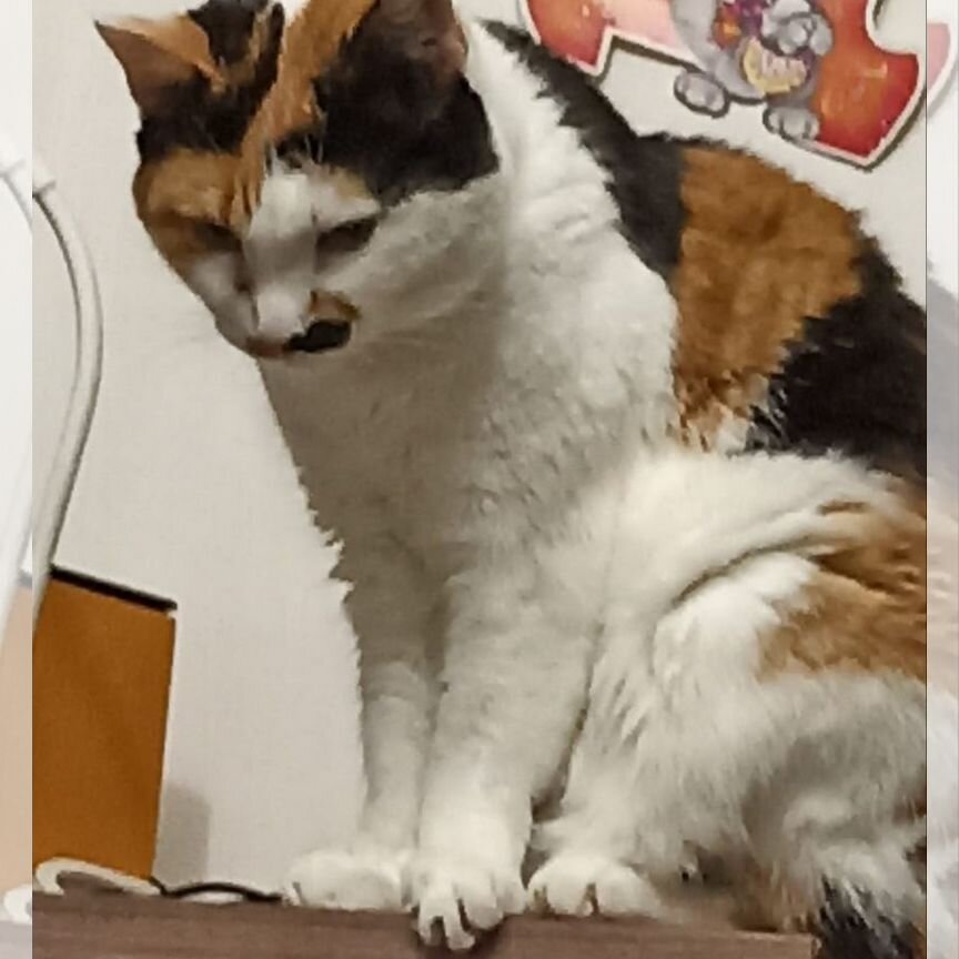 Кошечка Уся