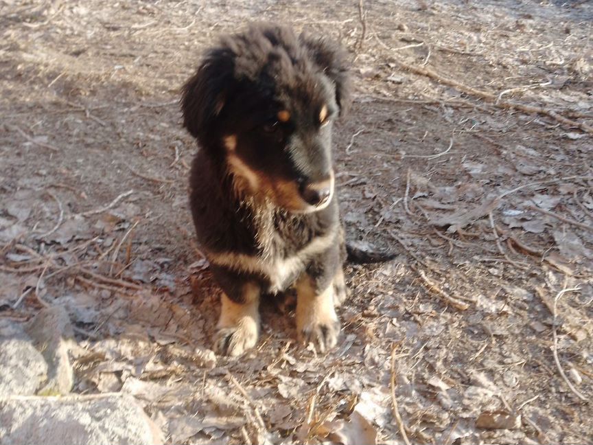 Щенки в добрые руки