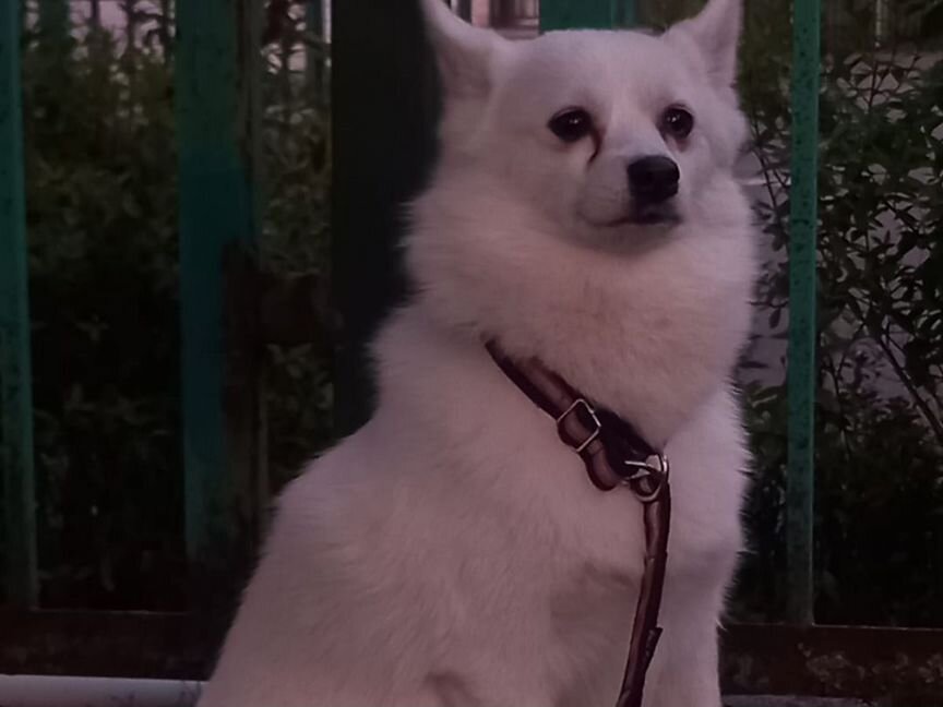 Собака помски