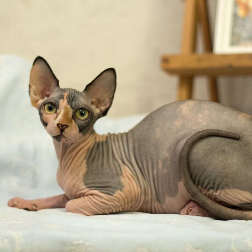 Канадский сфинкс кошечка 10 месяцев
