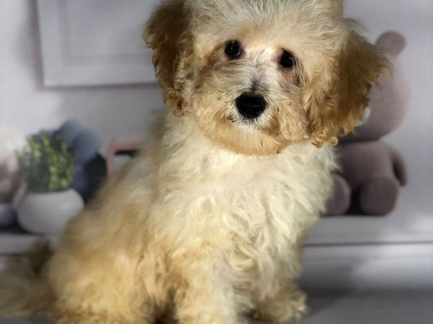 Мальчишка-мальтипушка