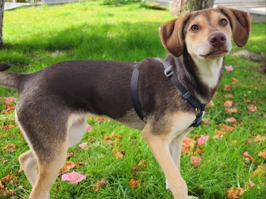 Щенок в добрые руки